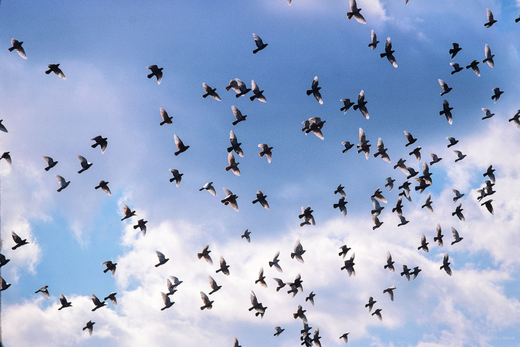 BV Birds No 44 – Jay Maisel