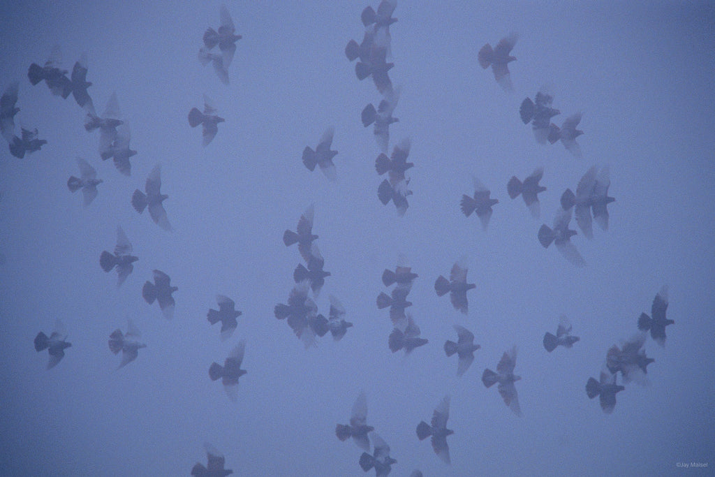 BV Birds No 45 – Jay Maisel