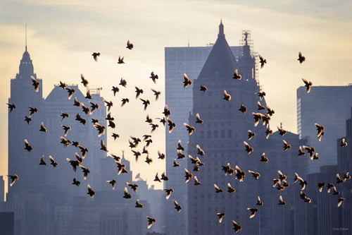 BV Birds – Jay Maisel