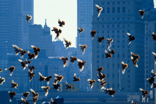 BV Birds – Jay Maisel