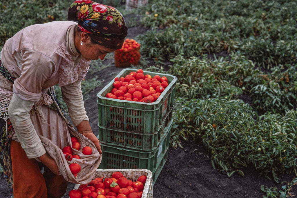 Tomatoes, Morocco 6 – Jay Maisel