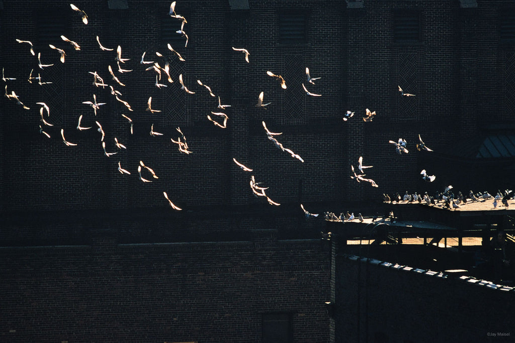 BV Birds No 49 – Jay Maisel