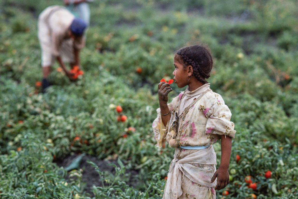 Tomatoes, Morocco 11 – Jay Maisel