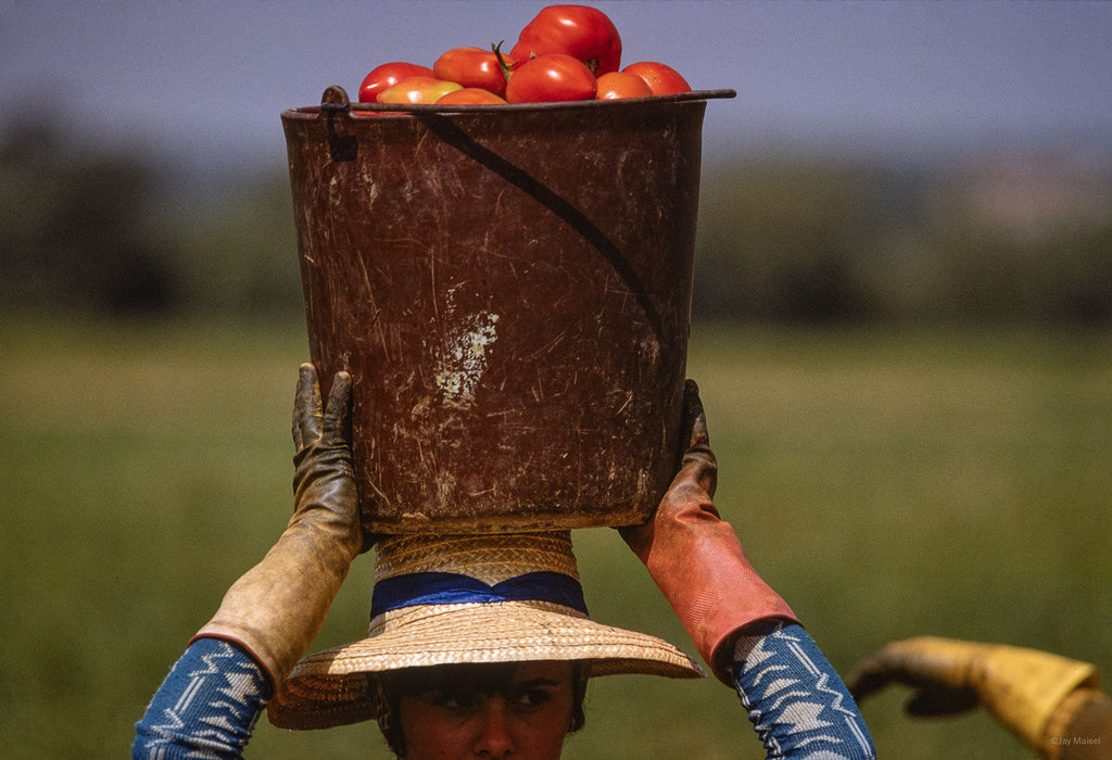 Tomatoes, Portugal 2 – Jay Maisel