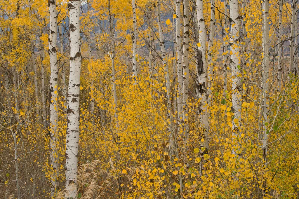 Jackson, WYO No 59 – Jay Maisel