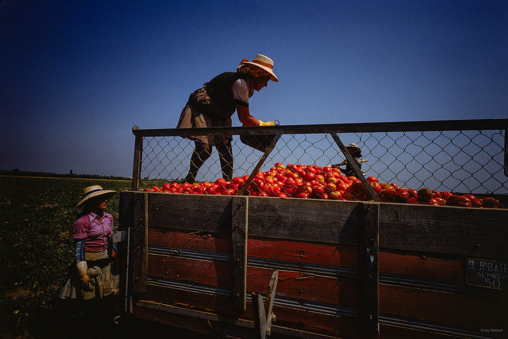 Tomatoes, Portugal 4 – Jay Maisel