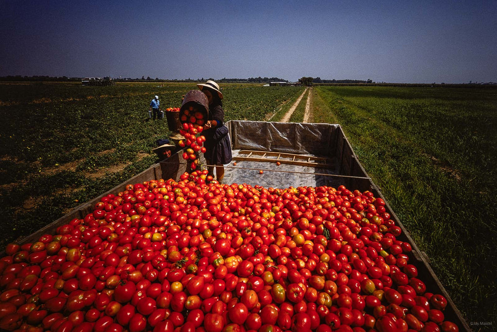Tomatoes, Portugal 5 – Jay Maisel