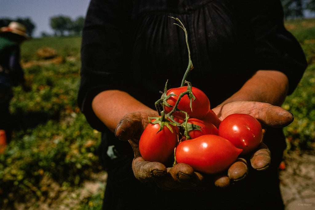 Tomatoes, Portugal 7 – Jay Maisel