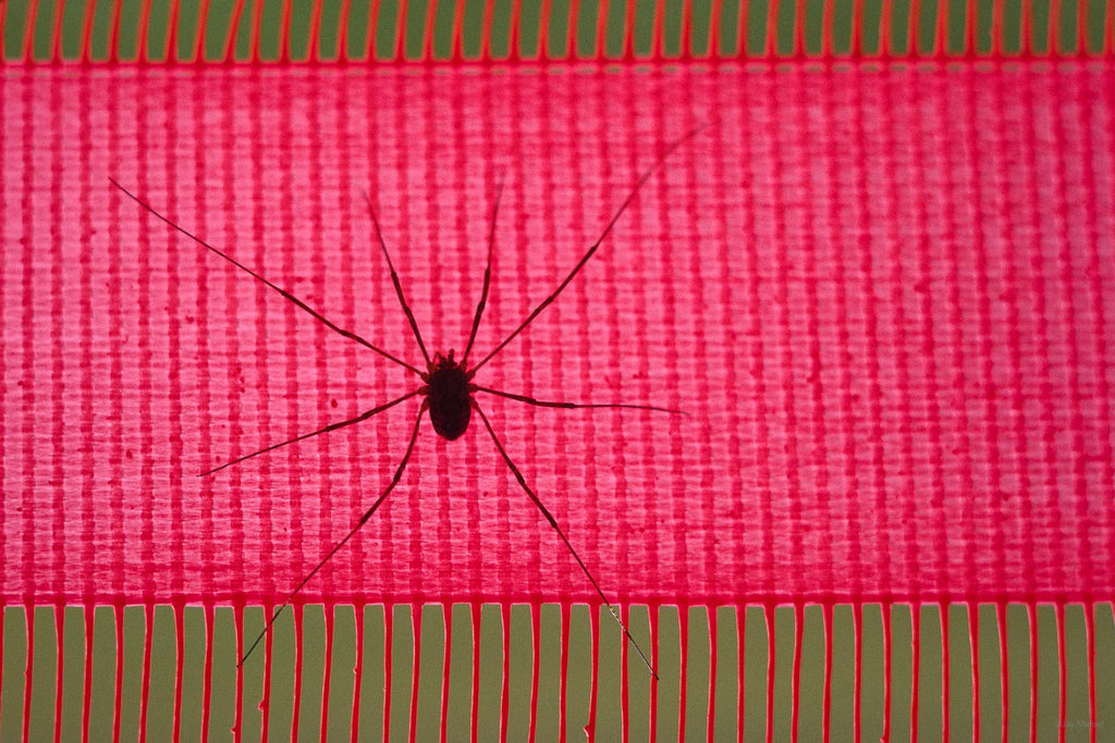 Animals No 67 – Jay Maisel