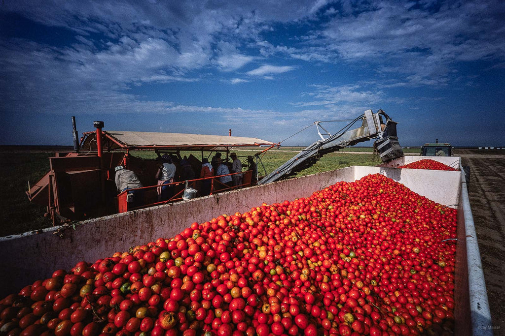 Tomatoes, California 1 – Jay Maisel