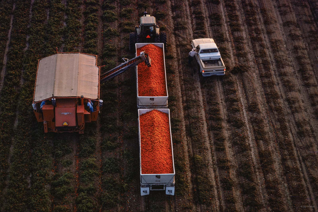 Tomatoes, California 2 – Jay Maisel