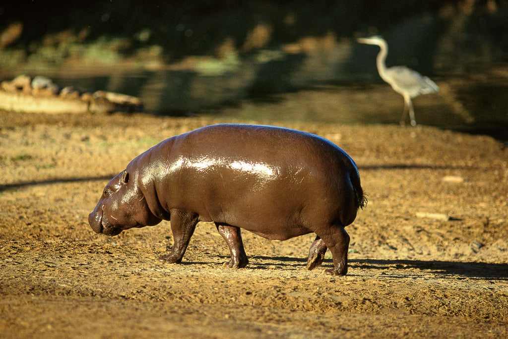 Animals No 77 – Jay Maisel