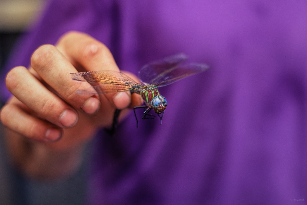 Animals No 80 – Jay Maisel