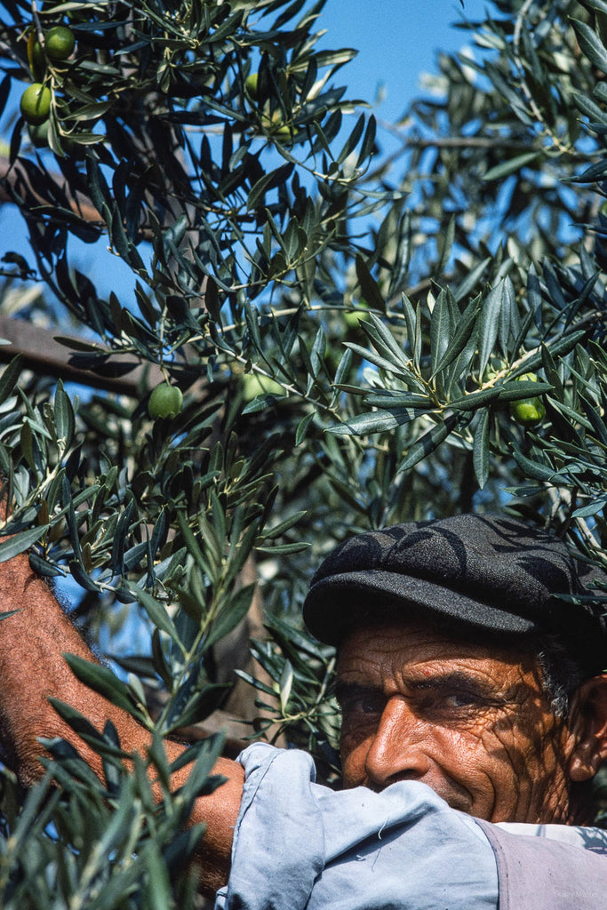 Olives, Sicily 7 – Jay Maisel