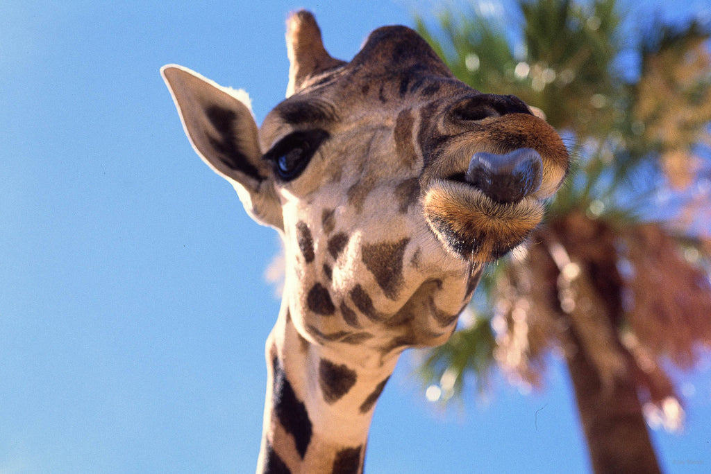 Animals No 97 – Jay Maisel