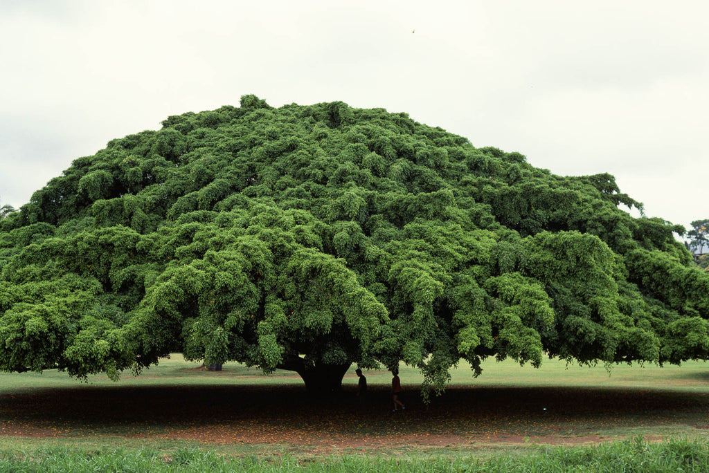 Parabolic-shape Tree – Jay Maisel