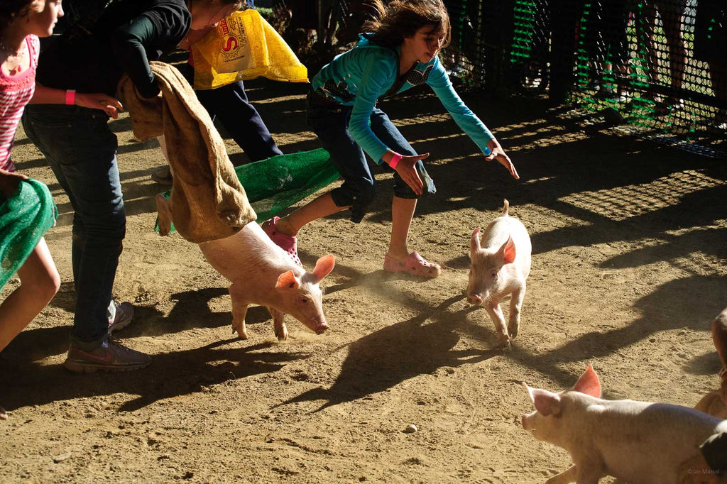 Pig Scramble 2, Maine – Jay Maisel