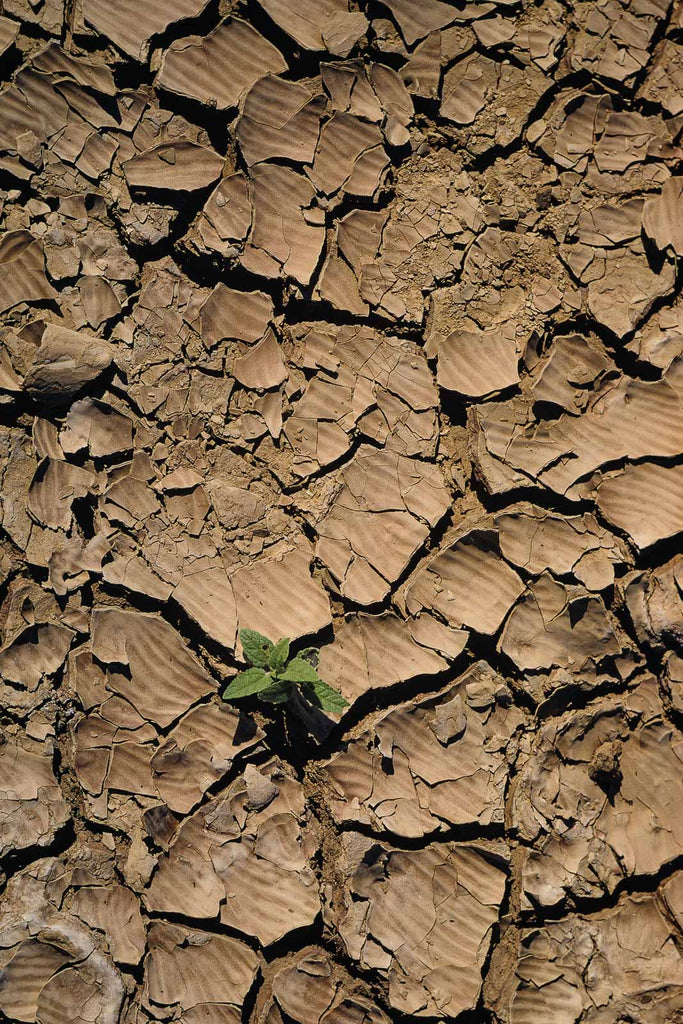 100 No 80 – Jay Maisel