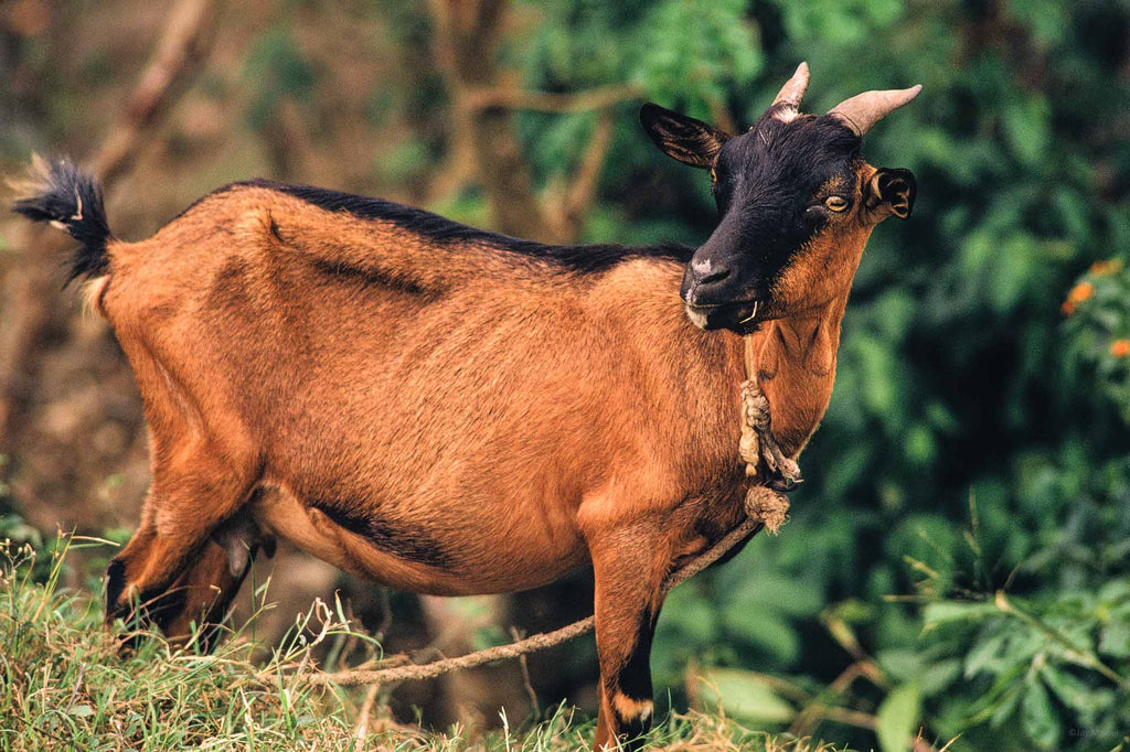 Goat in Grass, Jamaica – Jay Maisel