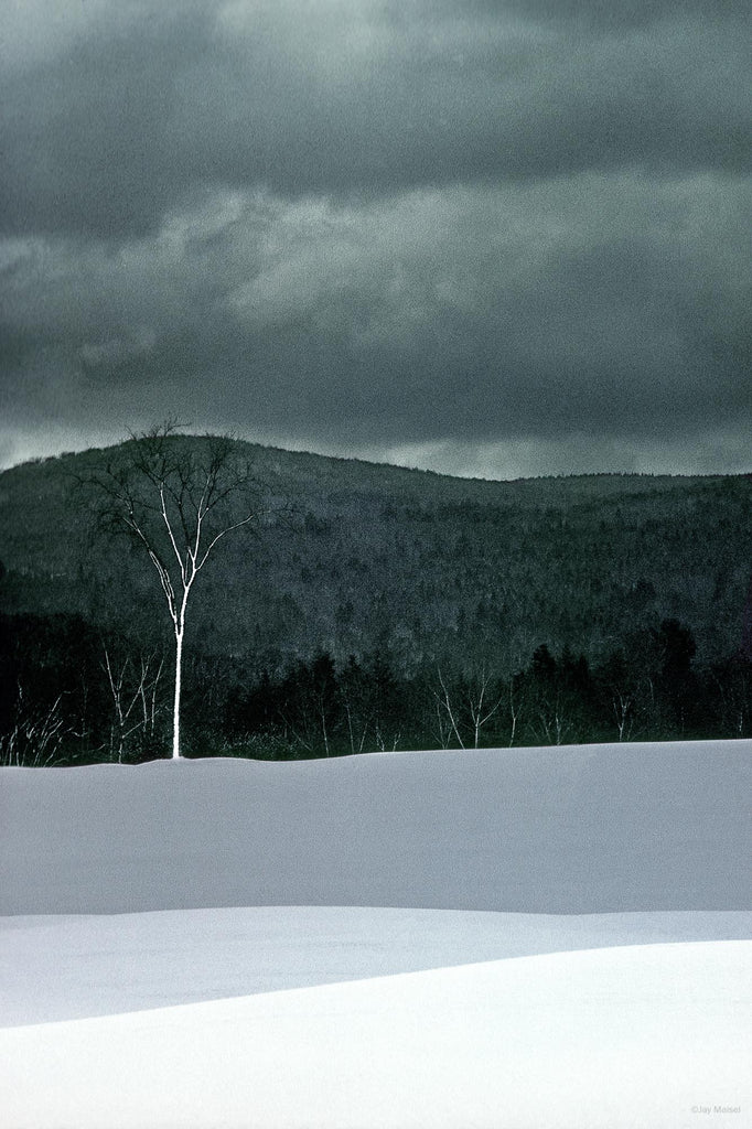 Lone Tree in Snow – Jay Maisel